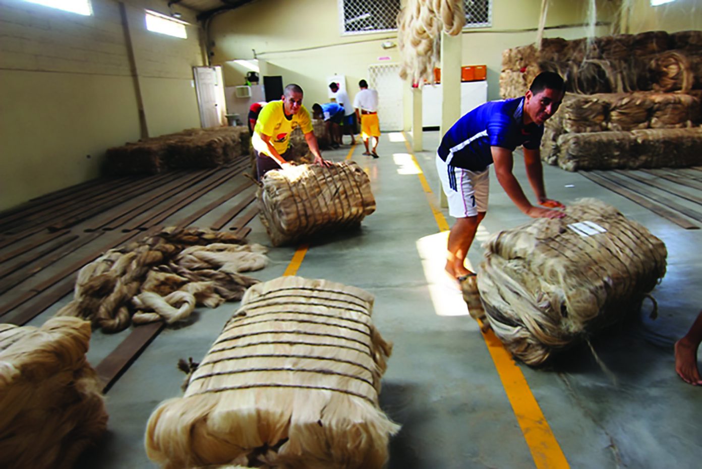 Ecuador: Monterrey, capital mundial del abacá | El Productor